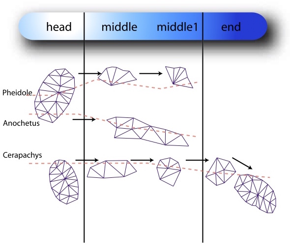 Github Git Stebstructural Deformable Models Multi Shape Detection Algorithm In C With